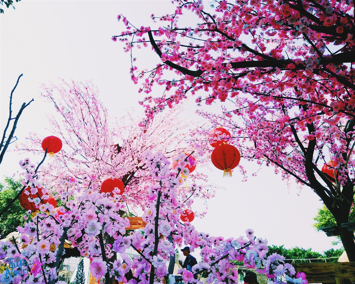 Hội Hoa Xuân Hot nhất Vũng Tàu