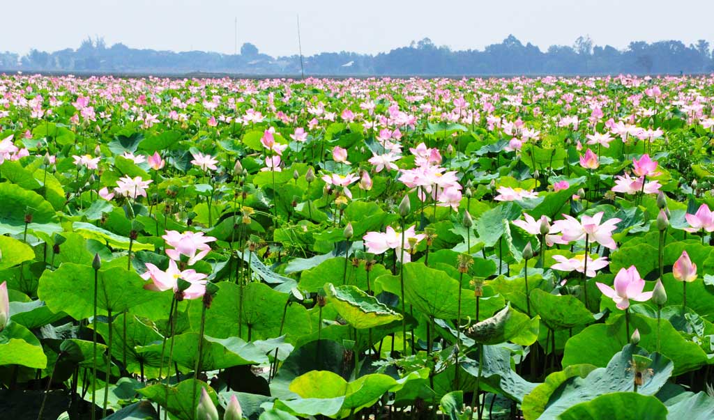 Đất ngập nước Láng Sen ở Long An