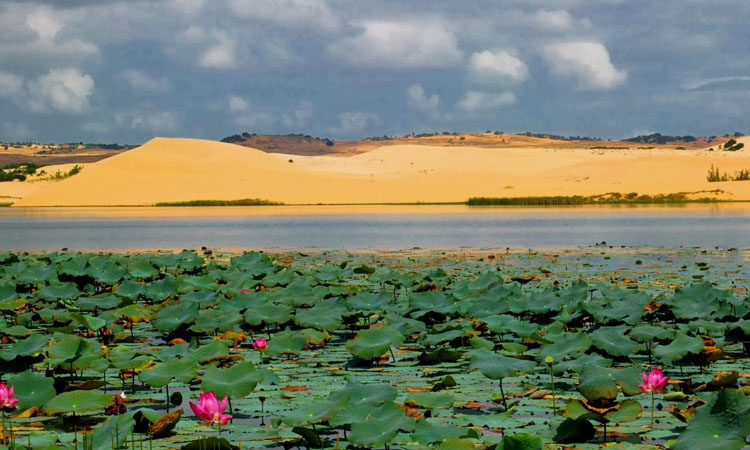 Bàu Sen Bàu Trắng - Nét chấm phá tại Phan Thiết